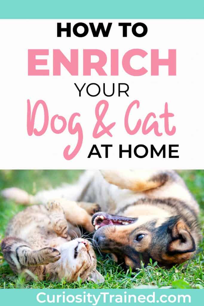 Ultimate Cat Enrichment Guide [So They're Never Bored Again]