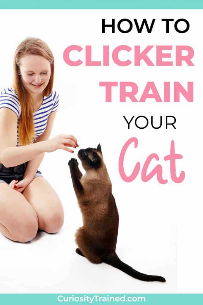 How To Clicker Train Your Cat: Easy Positive Training Basics